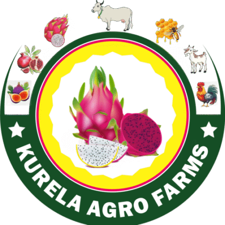 Kurela Agro Farms | కురేల అగ్రో ఫార్మ్స్ – Buy Dragon Fruit Plants ...